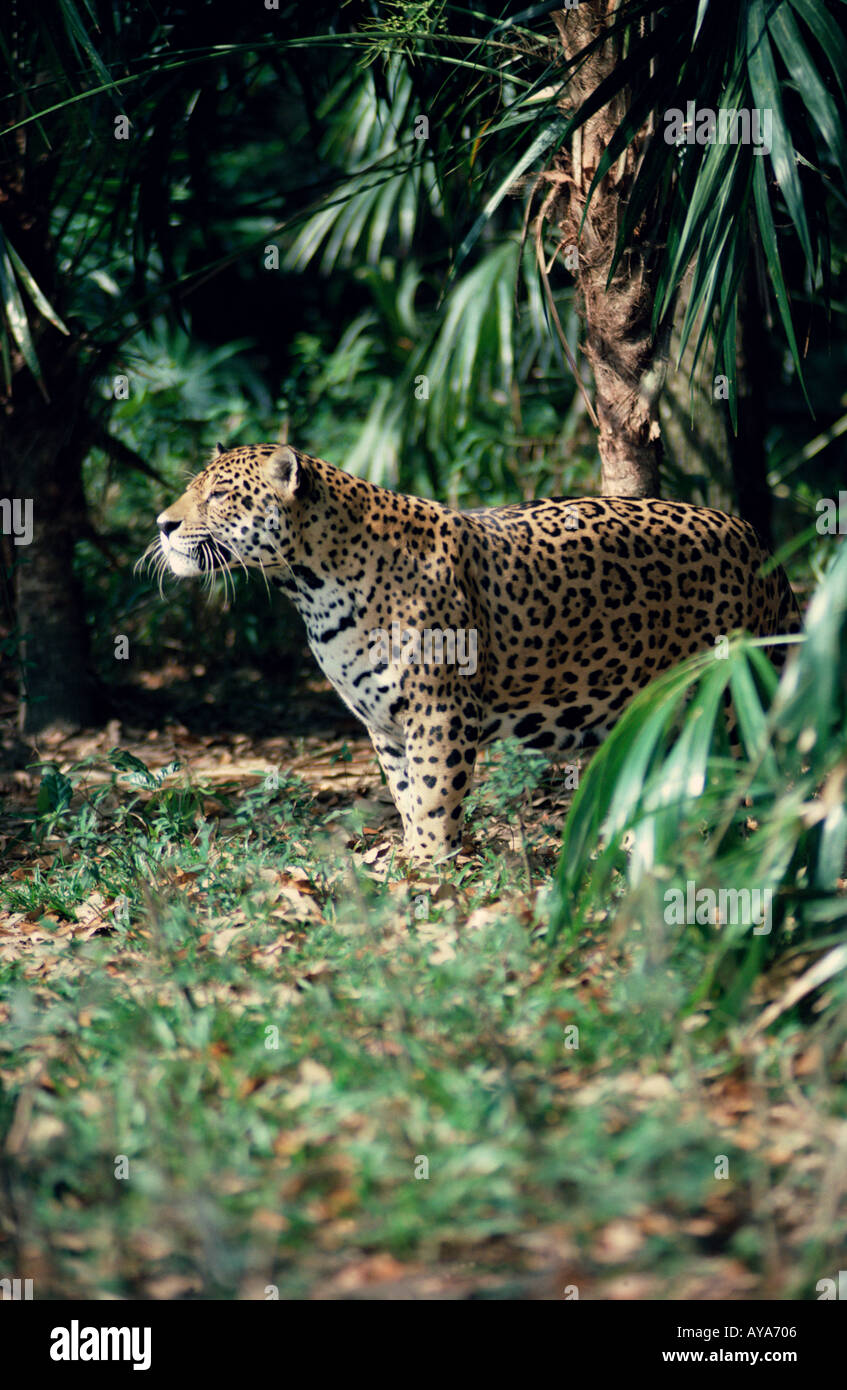 JAGUAR on sunny rainforest floor Stock Photo - Alamy