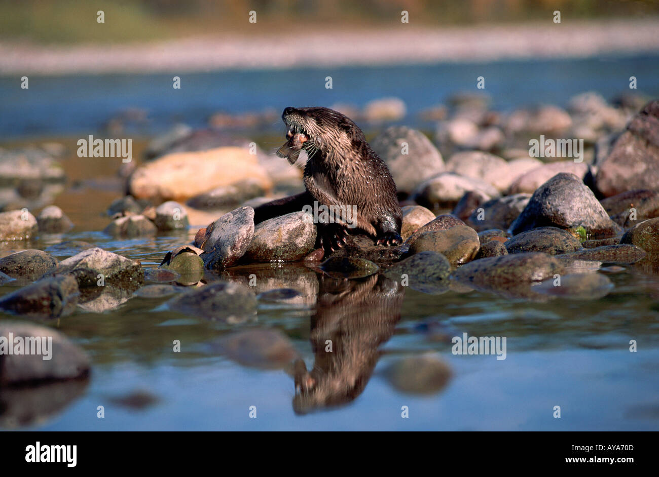 RIVER OTTER eating fish Stock Photo - Alamy