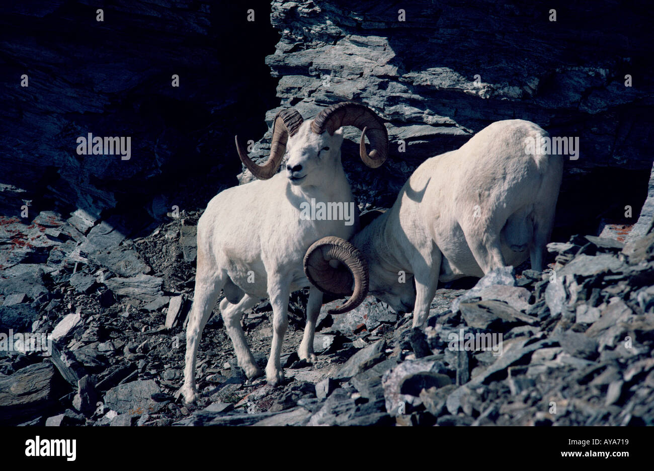 DALL SHEEP two huge rams fighting Stock Photo - Alamy