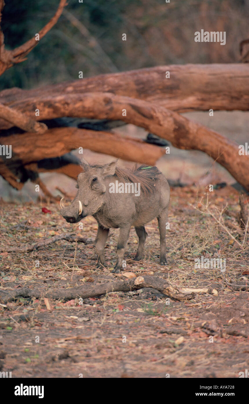Warthog boar hi-res stock photography and images - Alamy