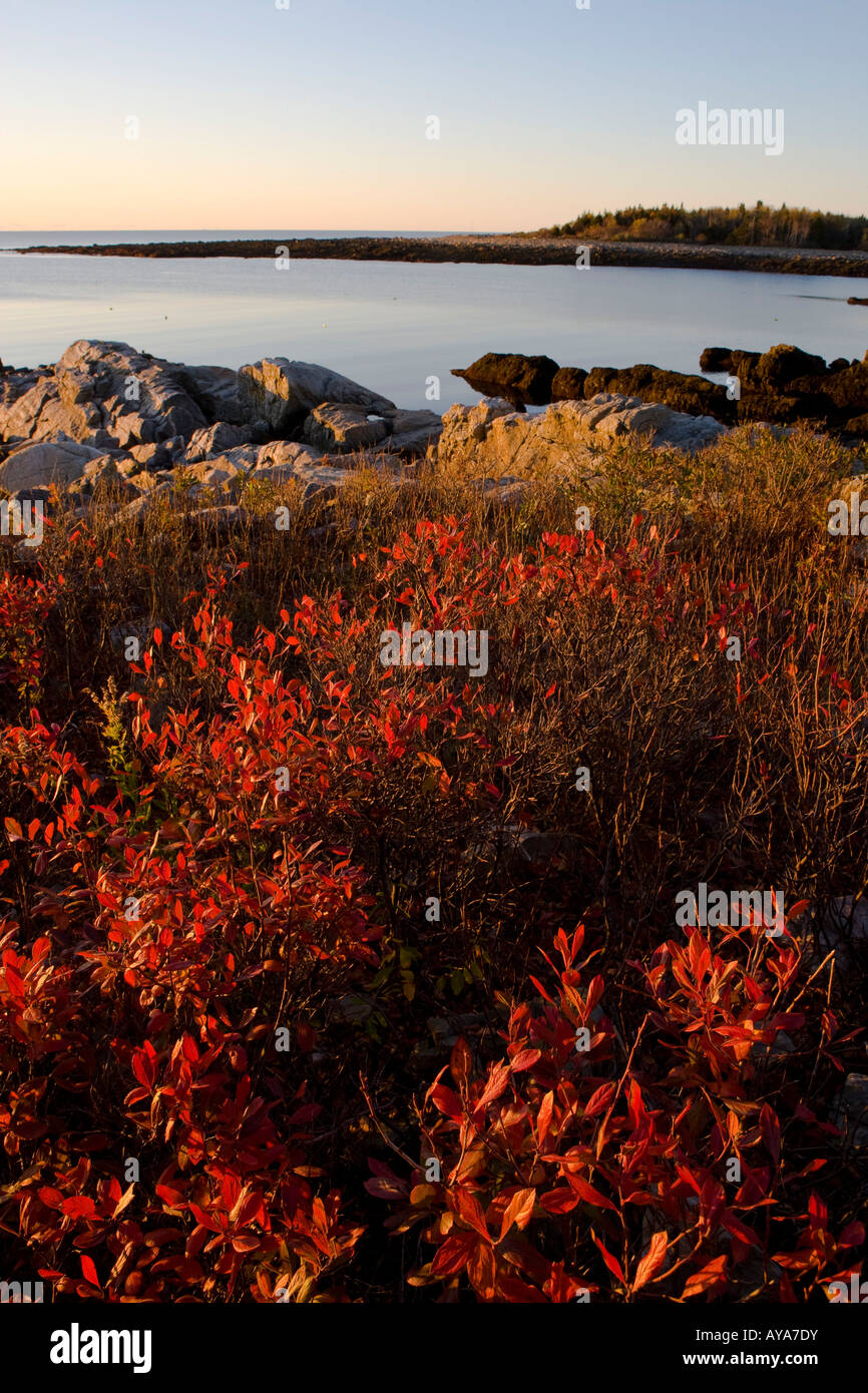 Blueberry bushes coast nature hi-res stock photography and images - Alamy