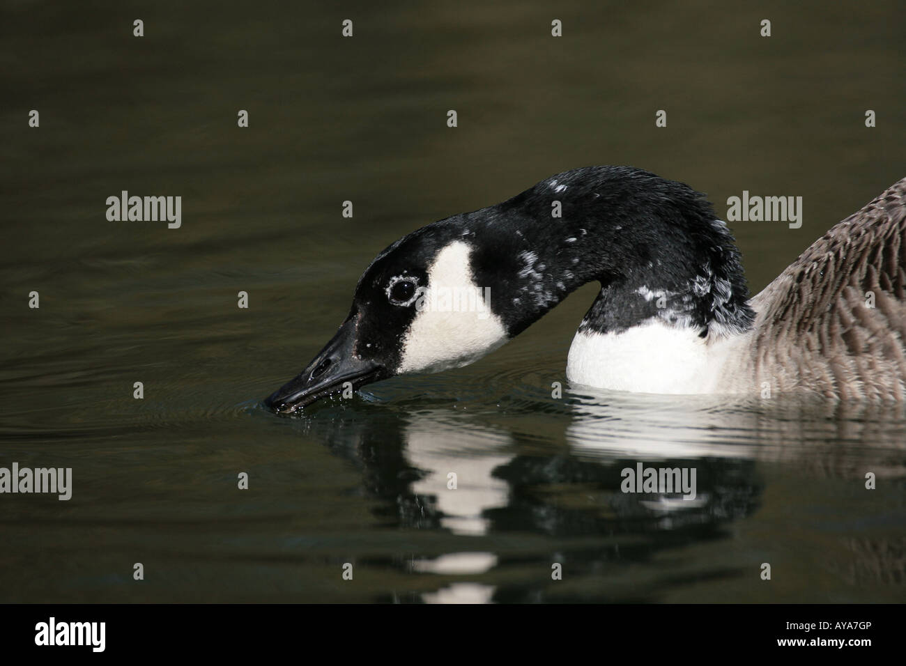 Canada goose drinking Stock Photo - Alamy