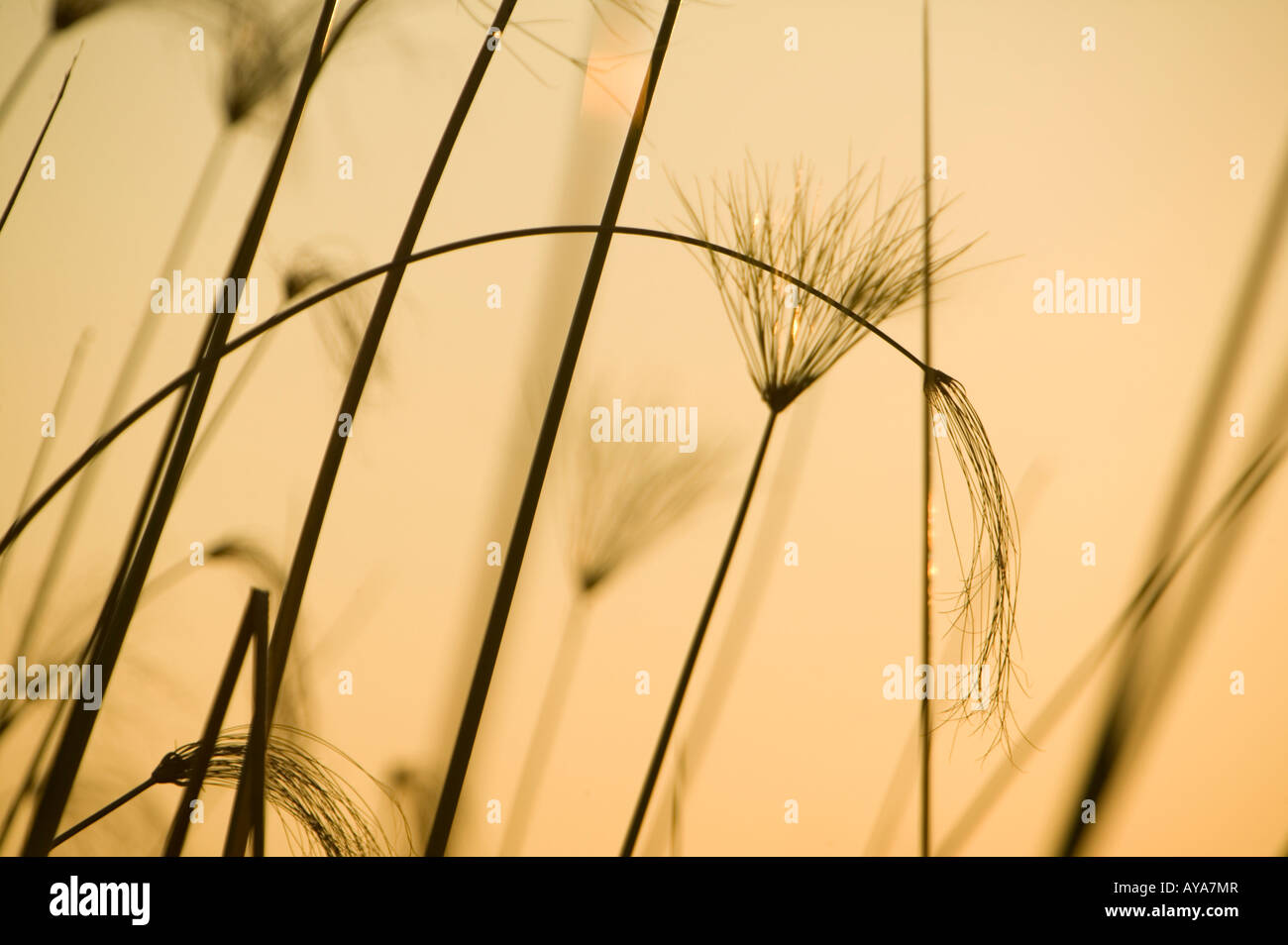 Papiro africa hi-res stock photography and images - Alamy