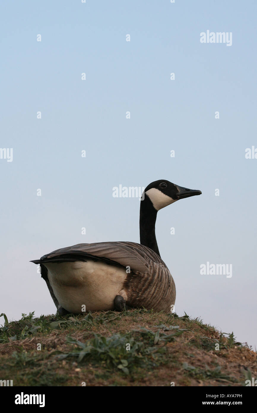 Canada goose sitting down hi-res stock photography and images - Alamy