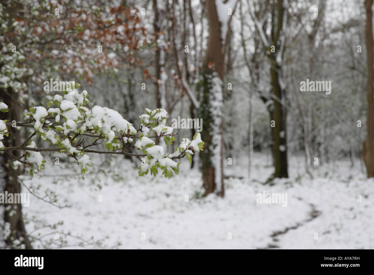 Woodland footpath covered in snow Stock Photo - Alamy