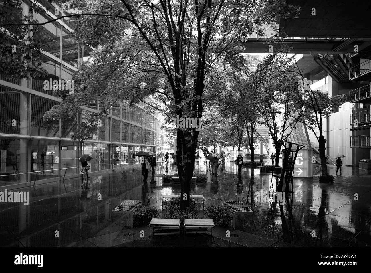 Asia Tokyo Japan Trees in spring rain outside Tokyo International Forum ...