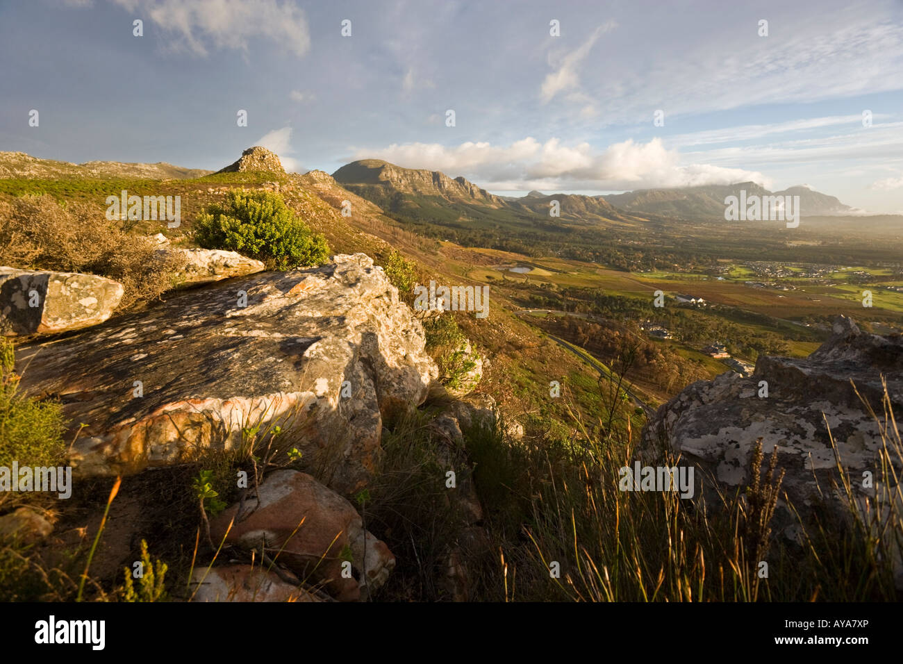 Unique view of the fauna and fynbos from the southern aspect of Table ...