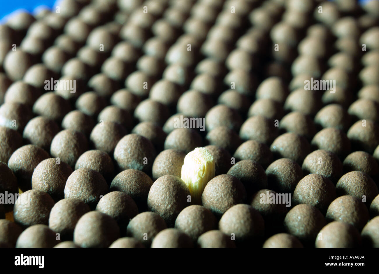 How many matches hi-res stock photography and images - Alamy