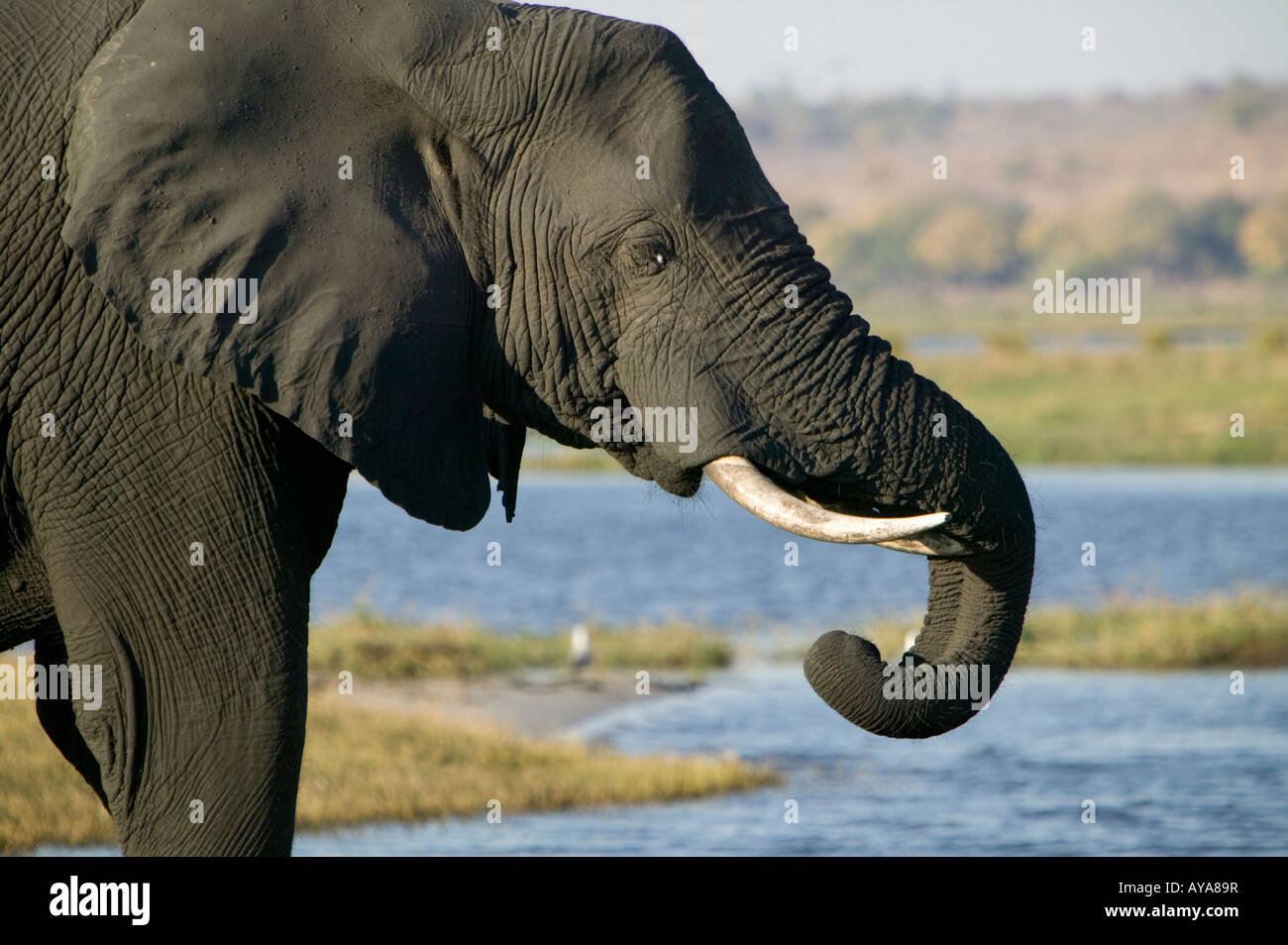 Elephant, Afric, Namib, animal, nature, elefante, travel, sauvage Stock ...