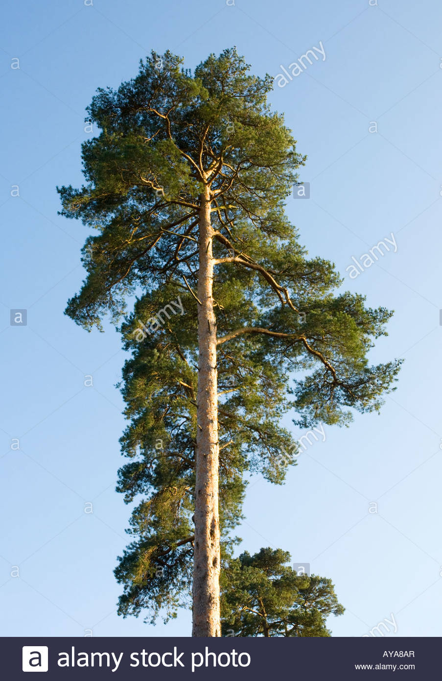 Evergreen Tree England High Resolution Stock Photography and Images - Alamy