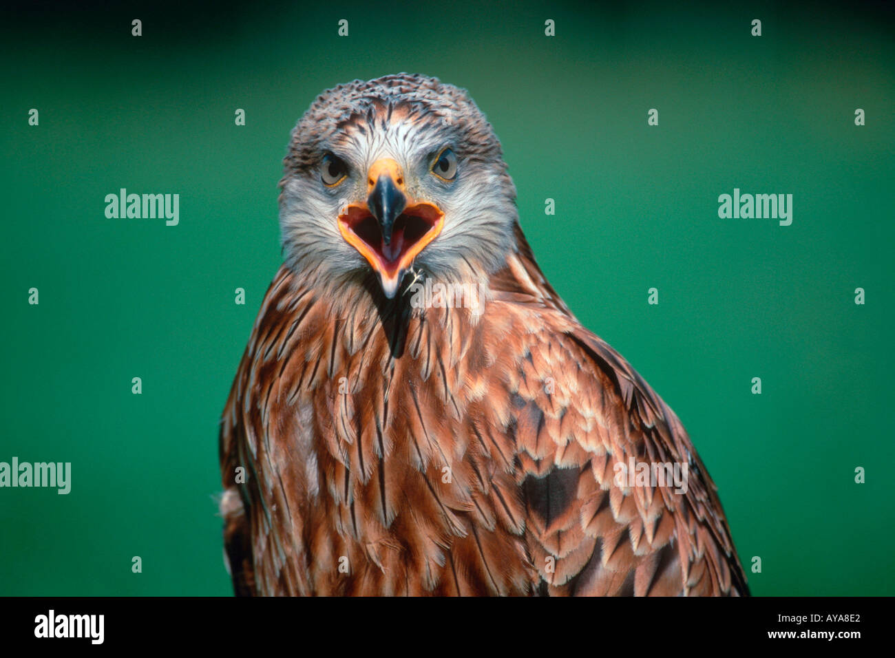 Red Kite Milvus milvus Rotmilan Afrika africa Europa europe Tiere ...