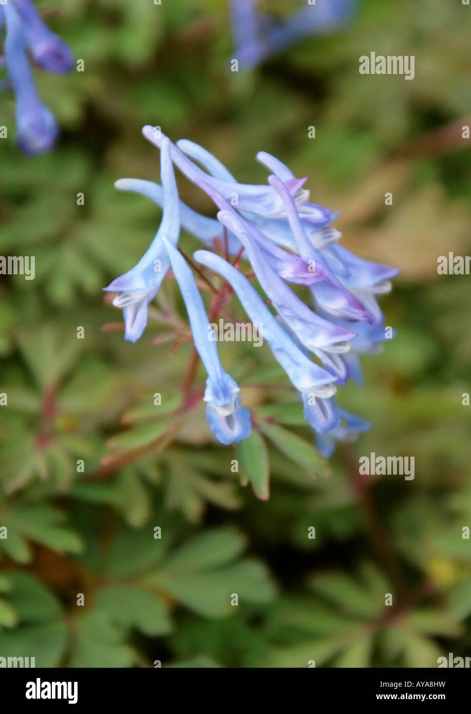 Blue Corydalis aka Blue Fumitory, Corydalis flexuosa, Papavaraceae ...