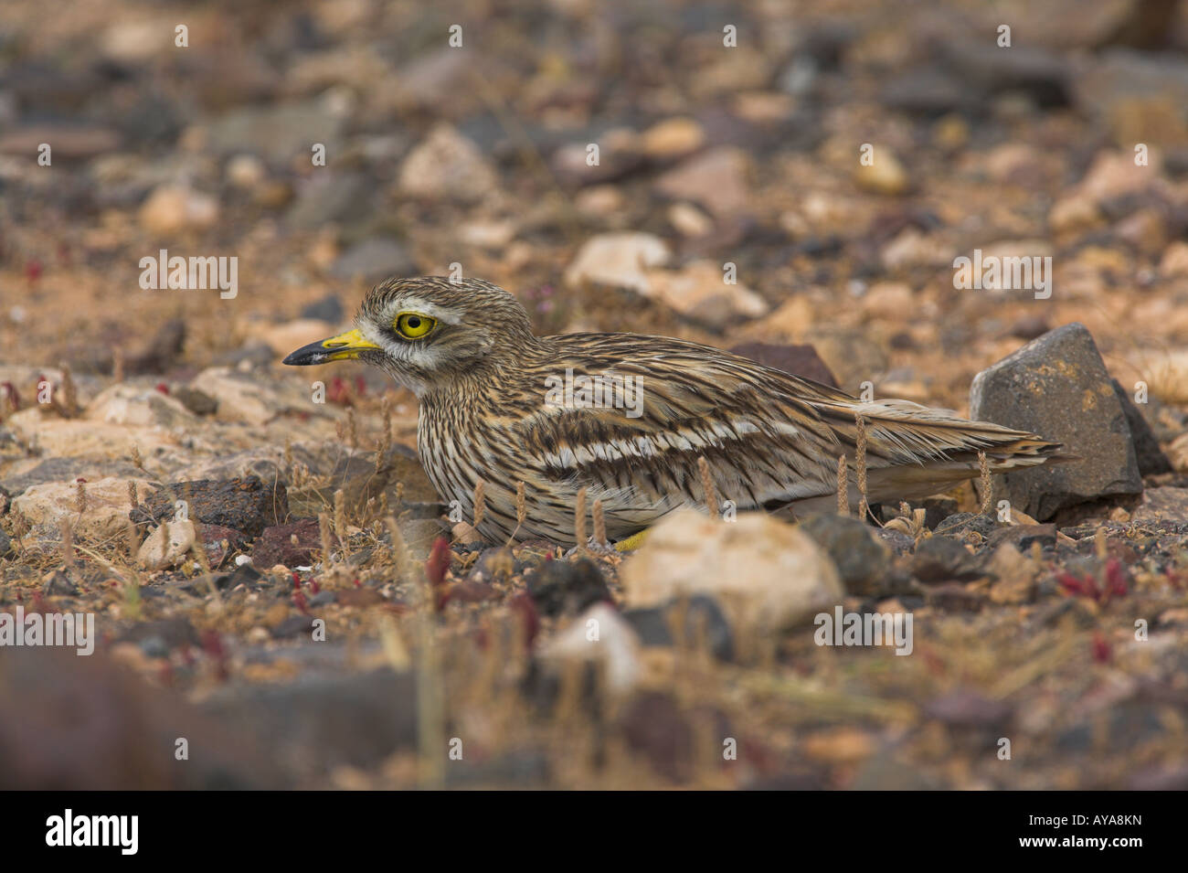Eurasian curlew feet hi-res stock photography and images - Alamy