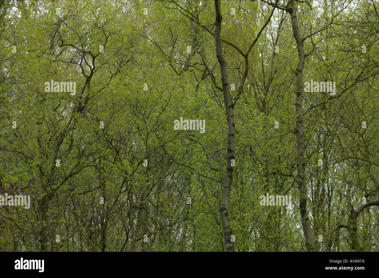 Silver birch wood hi-res stock photography and images - Alamy