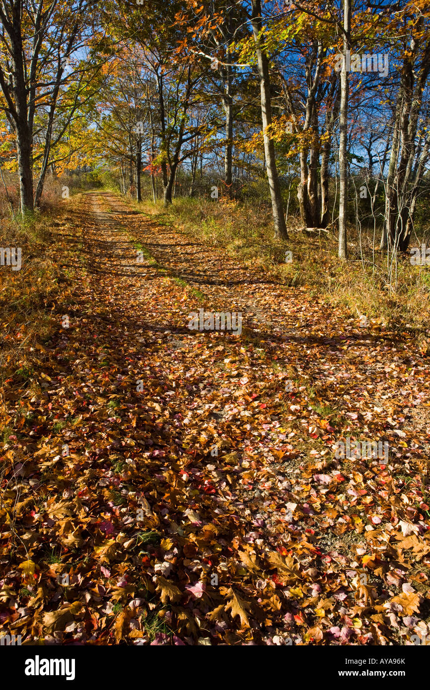 An old woods road in Biddeford, Maine. Timber Point Stock Photo - Alamy
