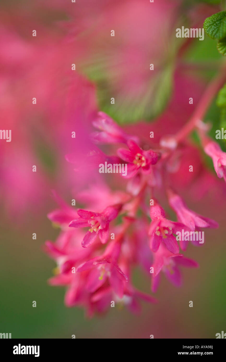 Flowering Current flowers Stock Photo - Alamy