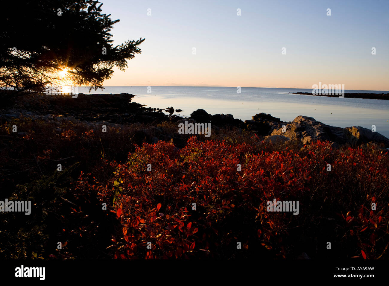 Blueberry bushes in fall on the rocky coast of Timber Point in ...