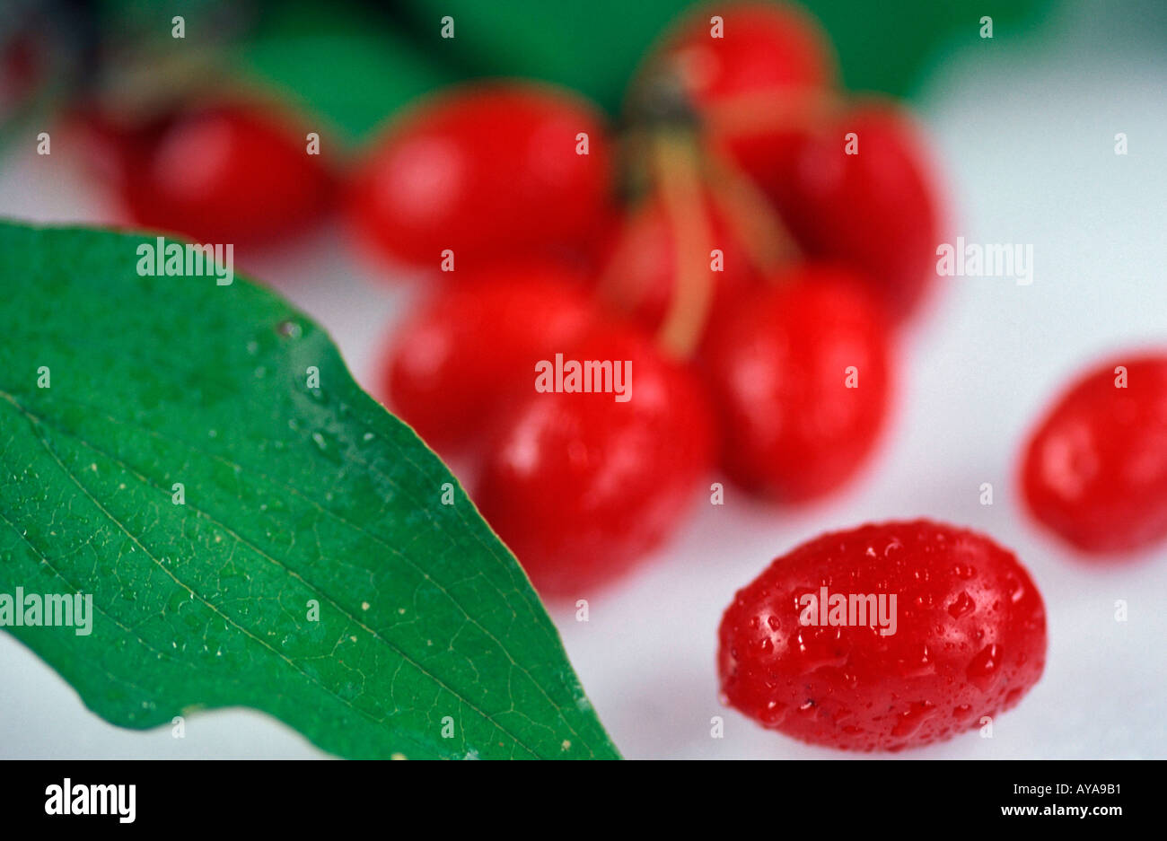 Cornelian Cherry fruits Cornus mas Kornelkirsche Fruechte Europa europe ...