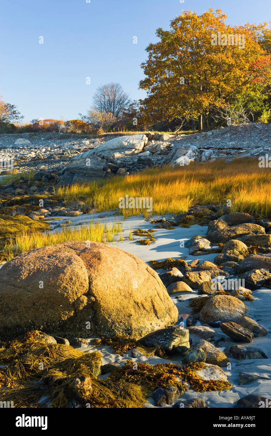 Marsh grasses on the coast in fall at Timber Point, in Biddeford, Maine ...