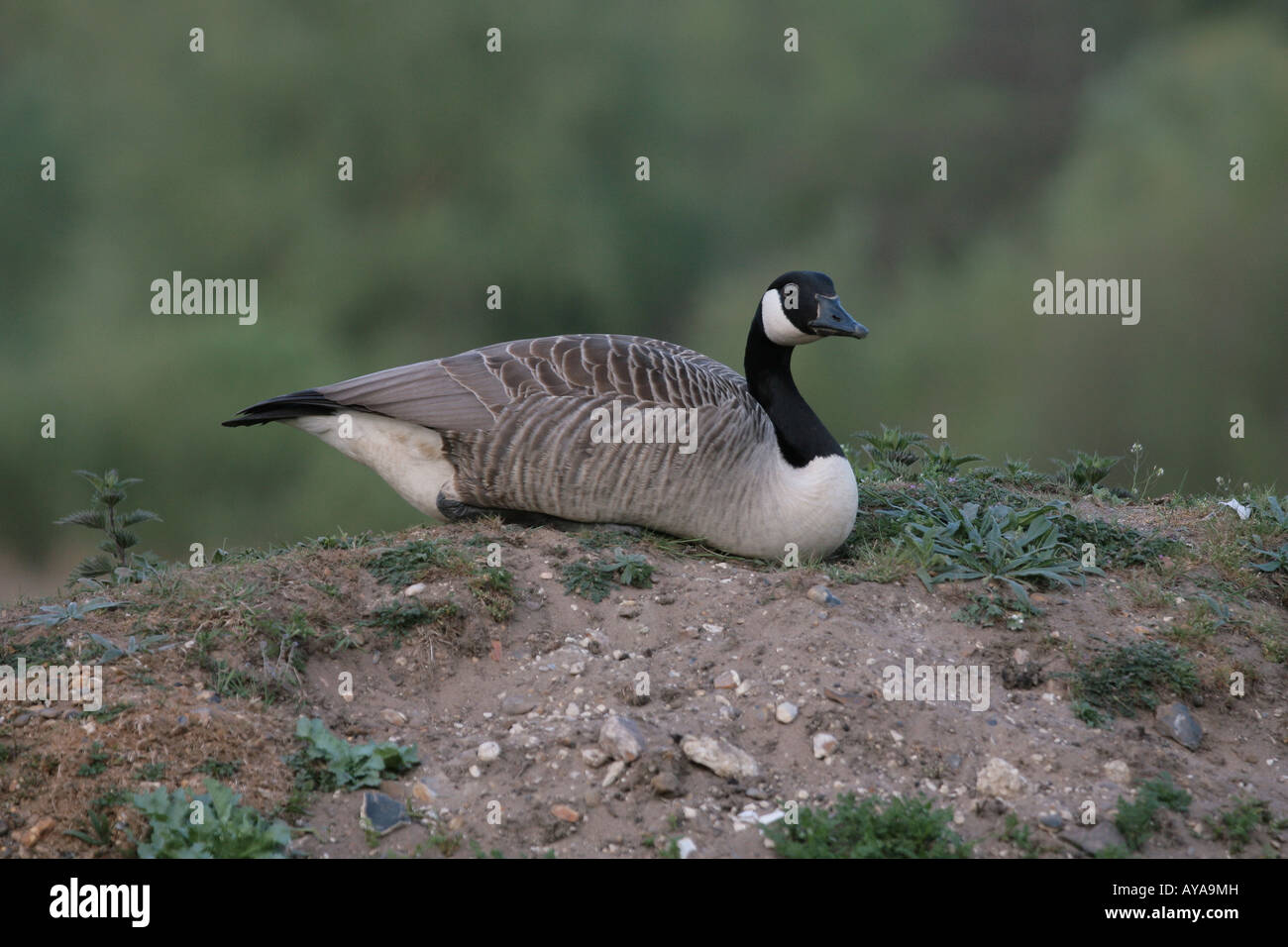 Canada goose sitting down Stock Photo - Alamy