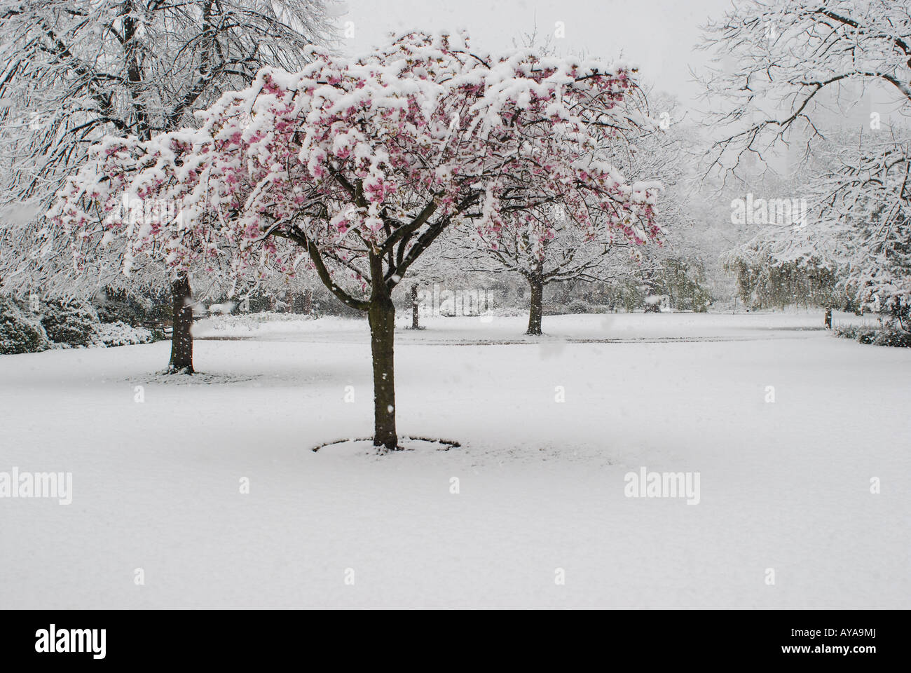 Cherry tree snow hi-res stock photography and images - Alamy
