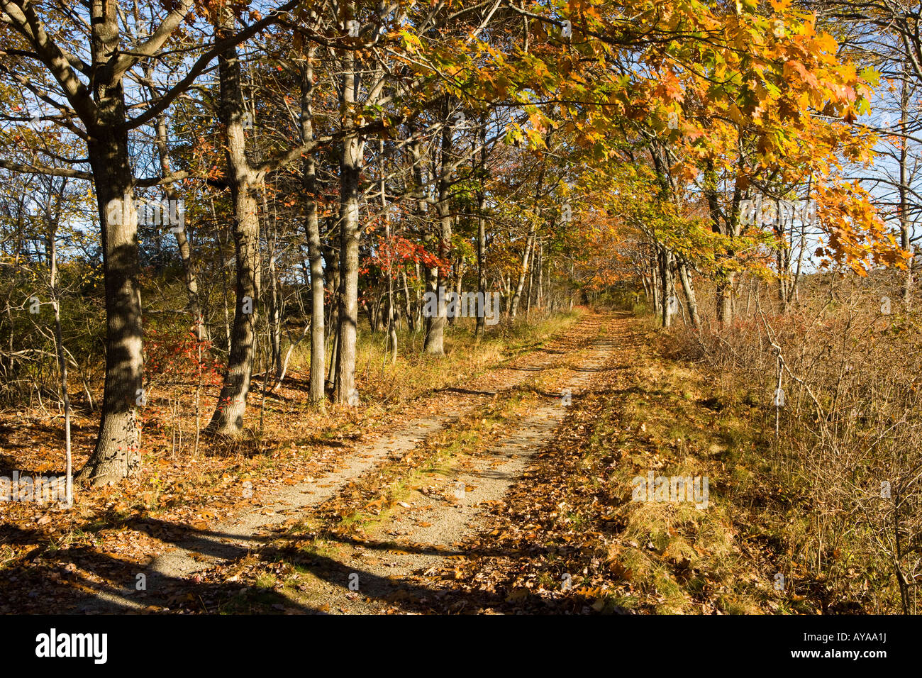 An old woods road in Biddeford, Maine. Timber Point Stock Photo - Alamy
