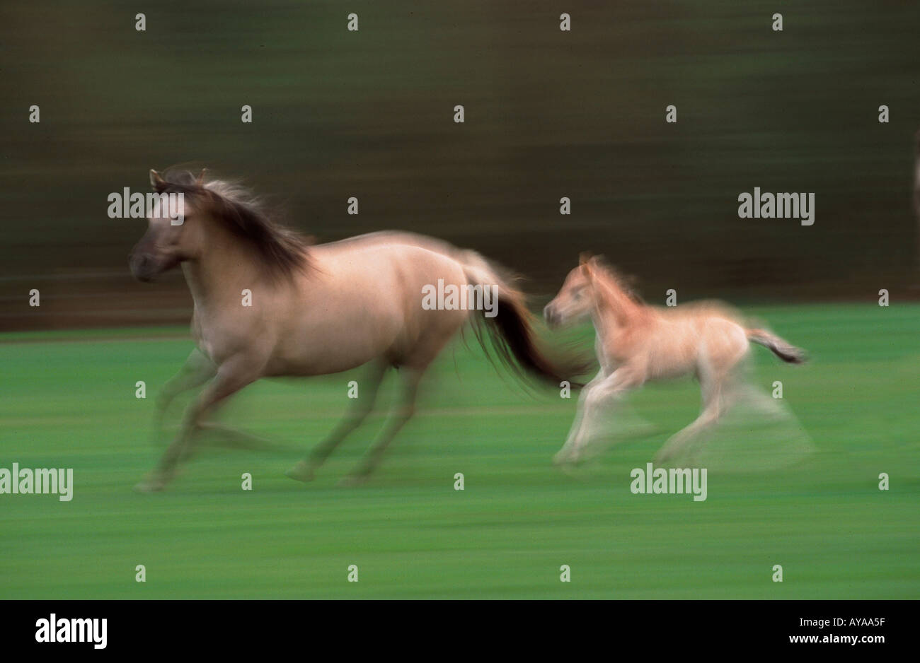 Konik horses mare with foal Germany Konik Pferde Stute mit Fohlen ...