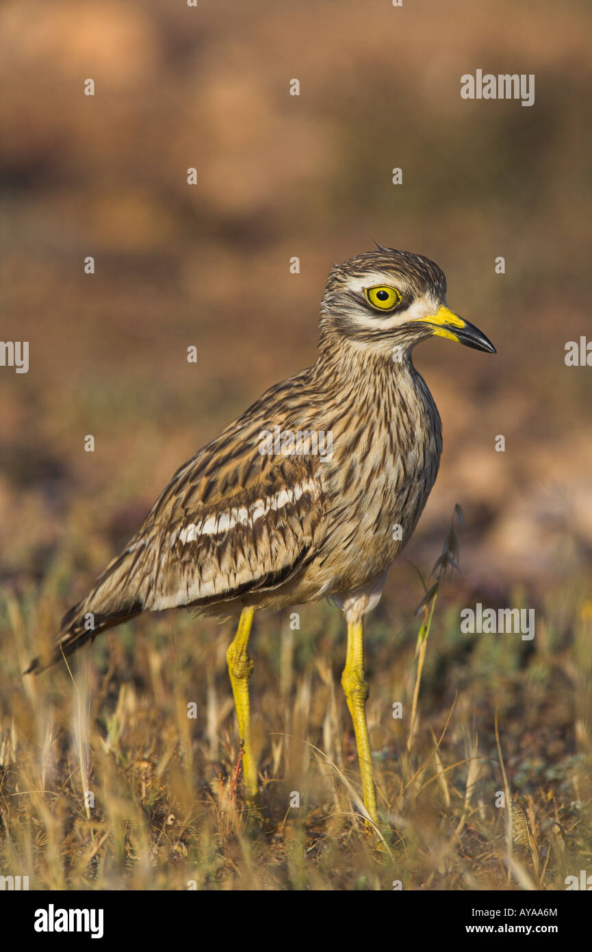 Stone Curlew Burhinus oedicnemus standing in desert on Fuerteventura in ...