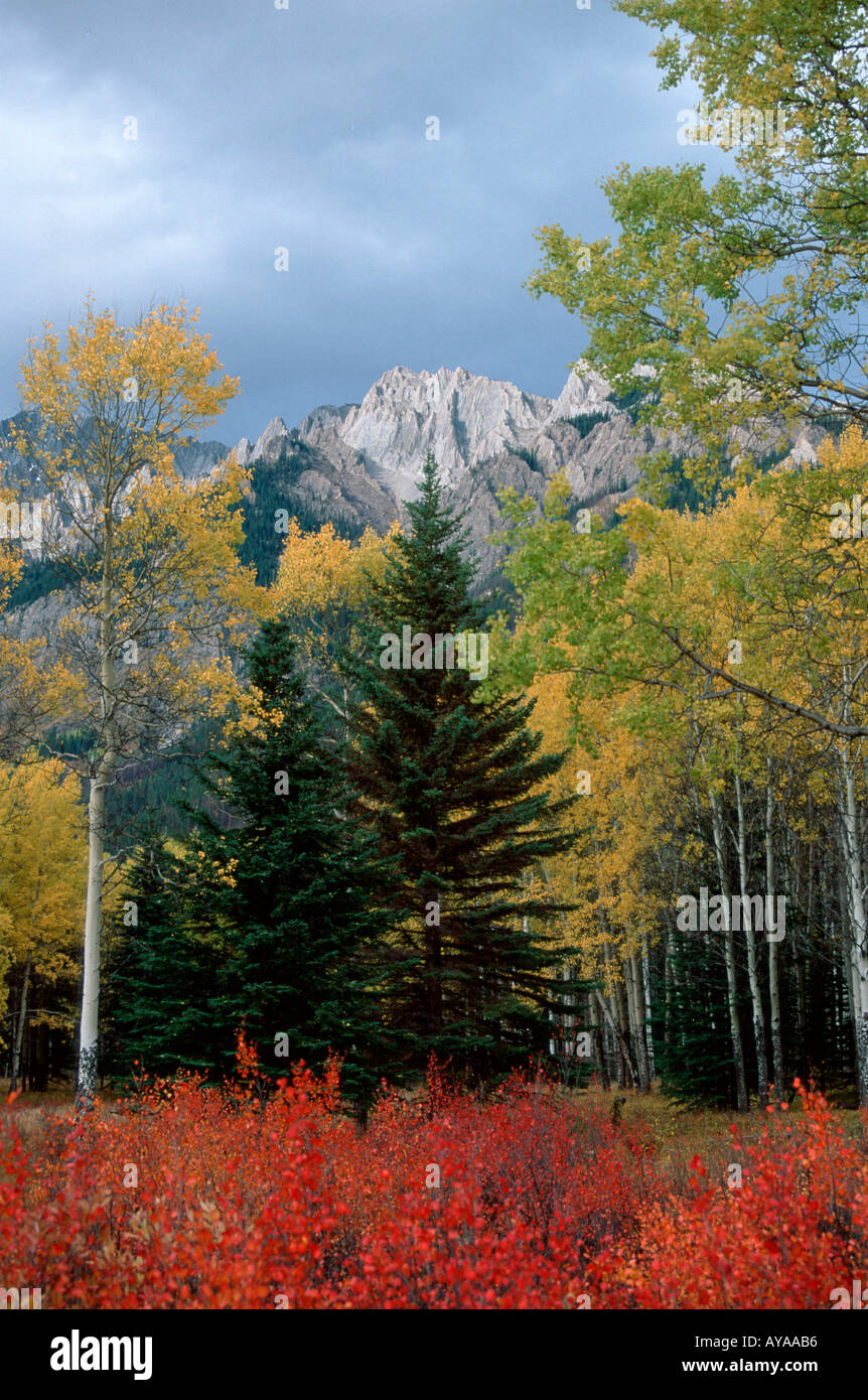 Mixed Forest in autumn Bow Valley Parkway Banff national park Alberta ...