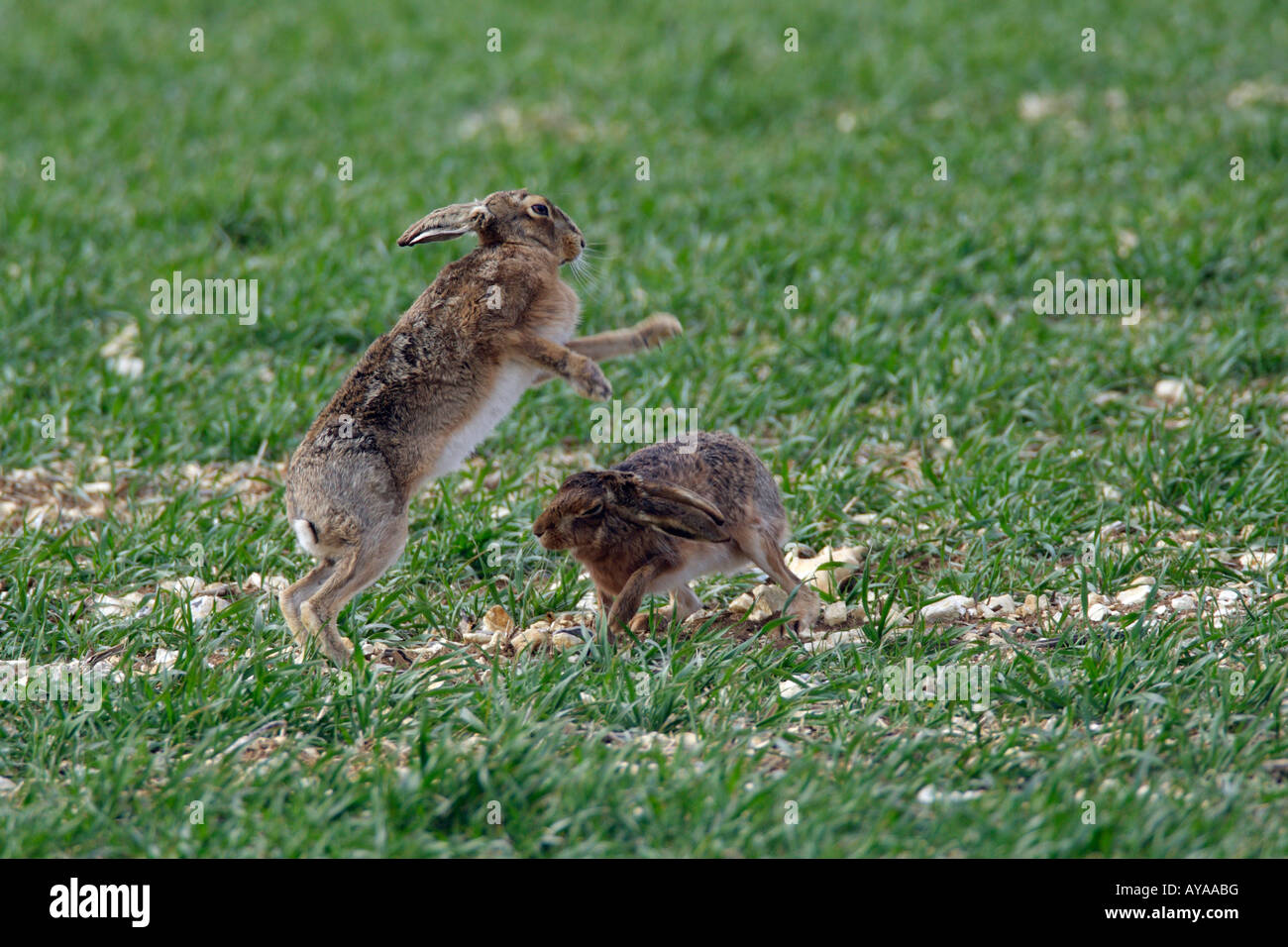 March hares uk hi-res stock photography and images - Alamy