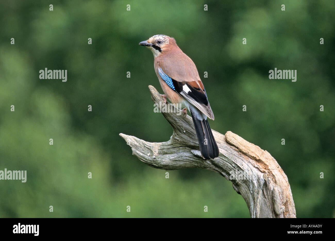 Eurasian Jay Garrulus glandarius Stock Photo - Alamy