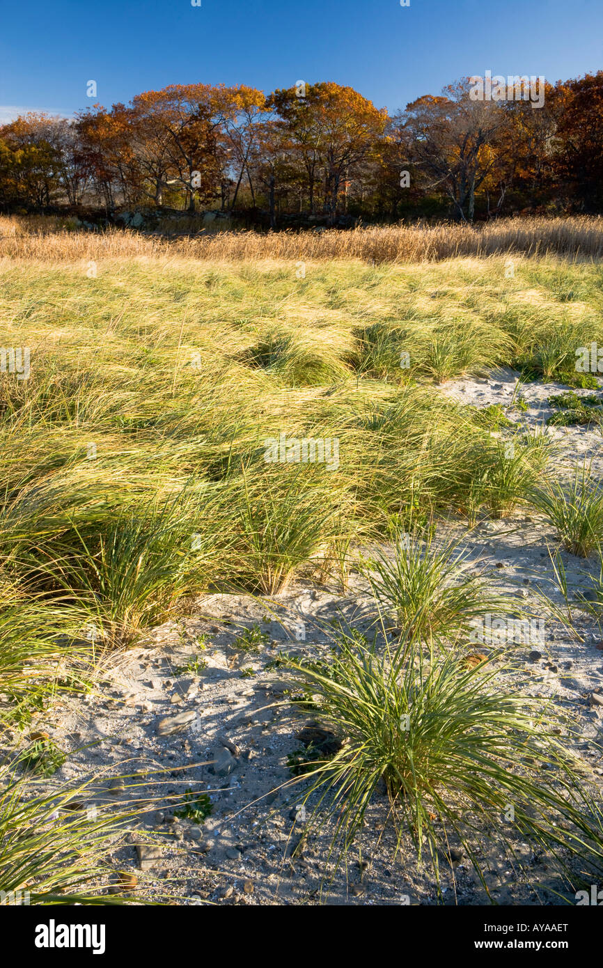 Marsh grasses on the coast in fall at Timber Point, in Biddeford, Maine ...