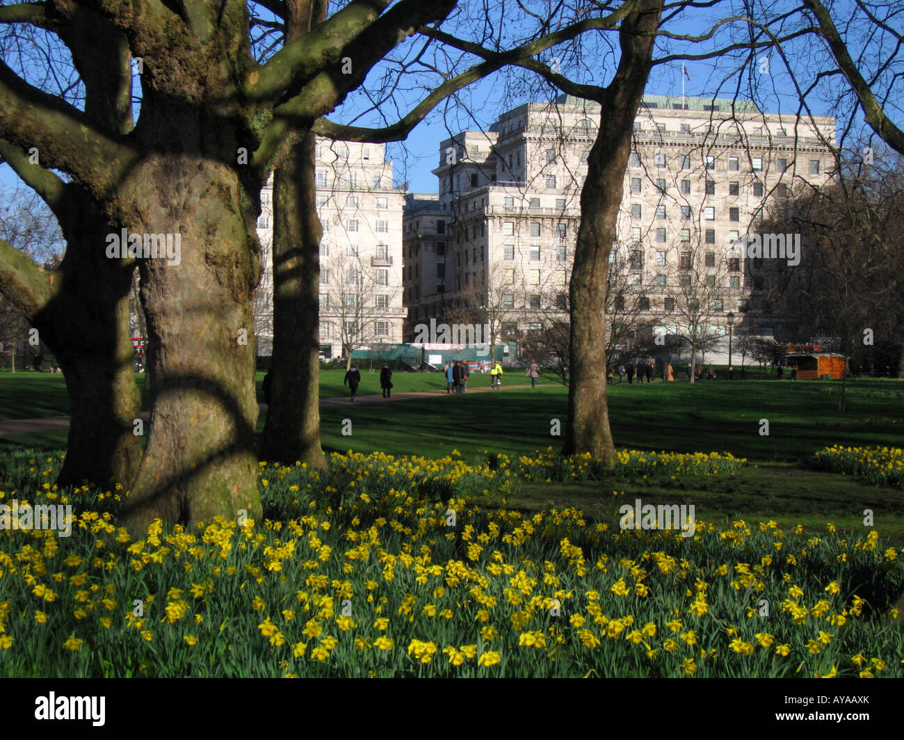 Daffodils flowering in Spring alongside The Mall City of Westminster ...