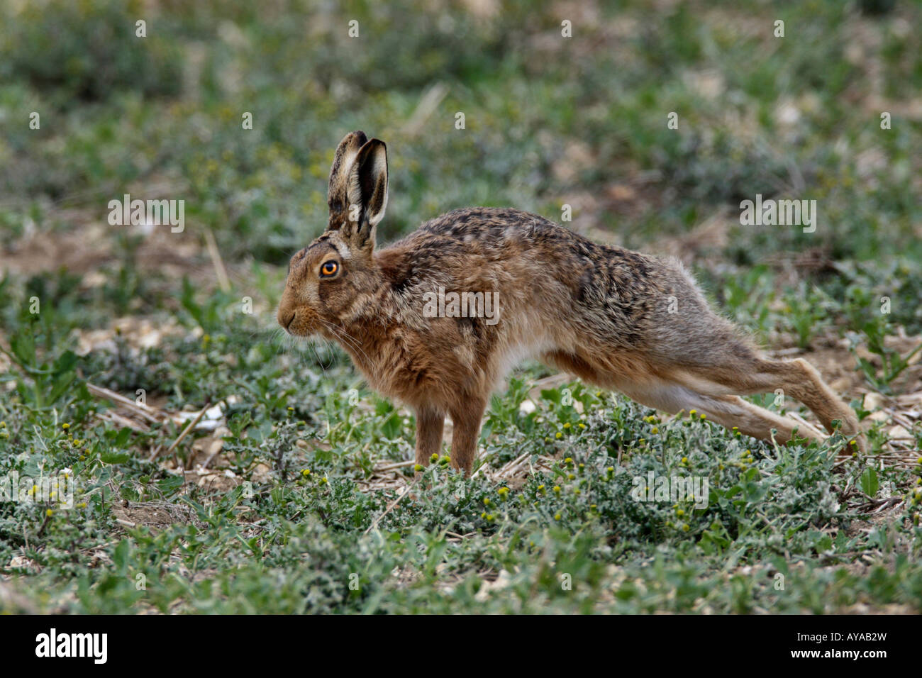 March hare hi-res stock photography and images - Alamy