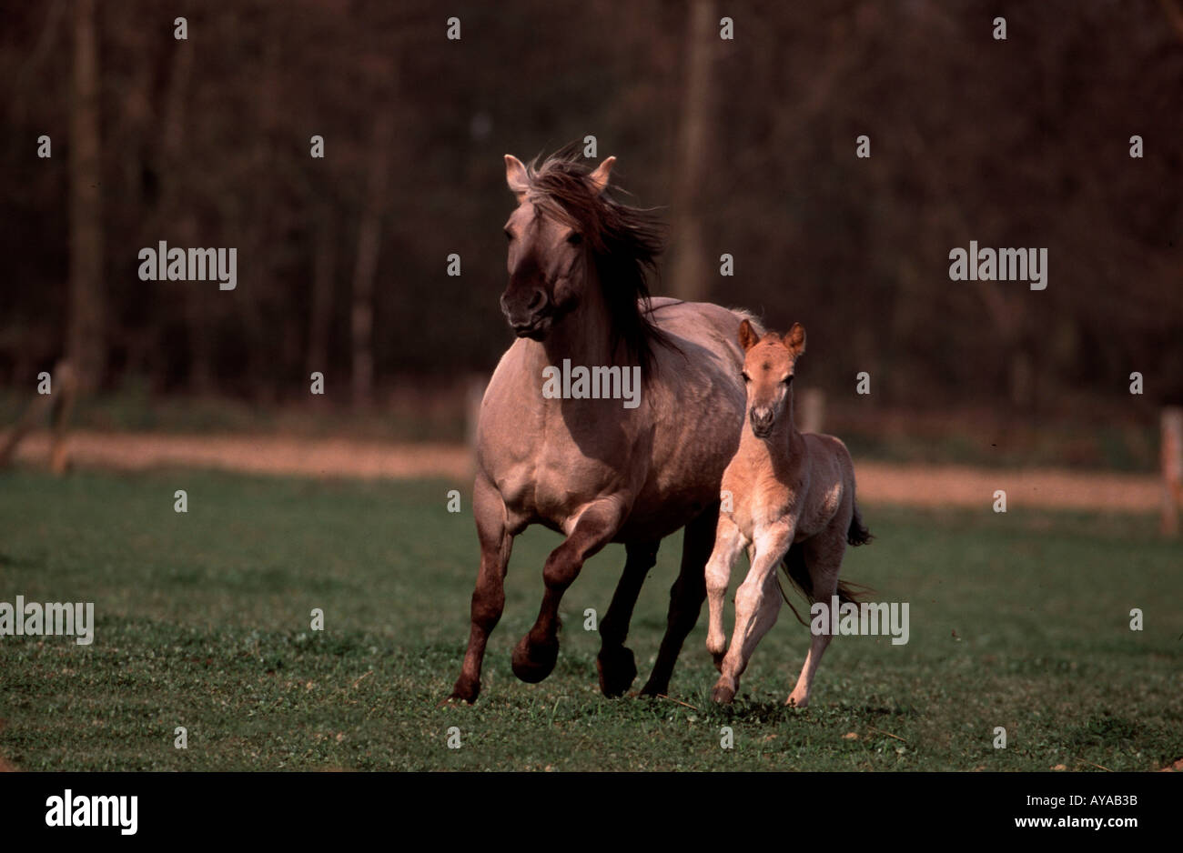 Konik horses mare with foal Germany Konik Pferde Stute mit Fohlen ...