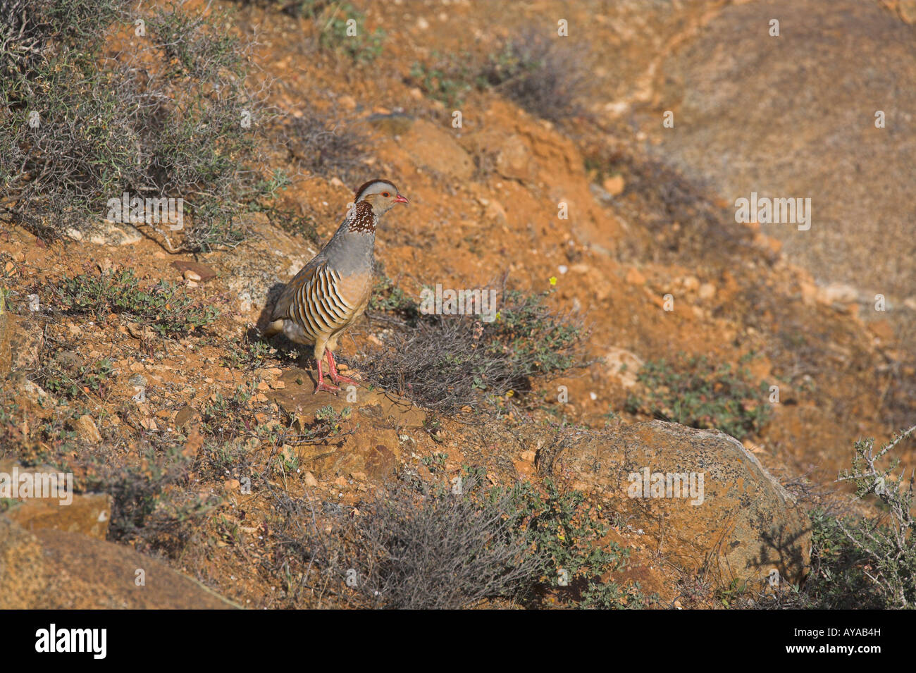 Barbary Partridge Alectoris barbara adult standing on mountainside in ...