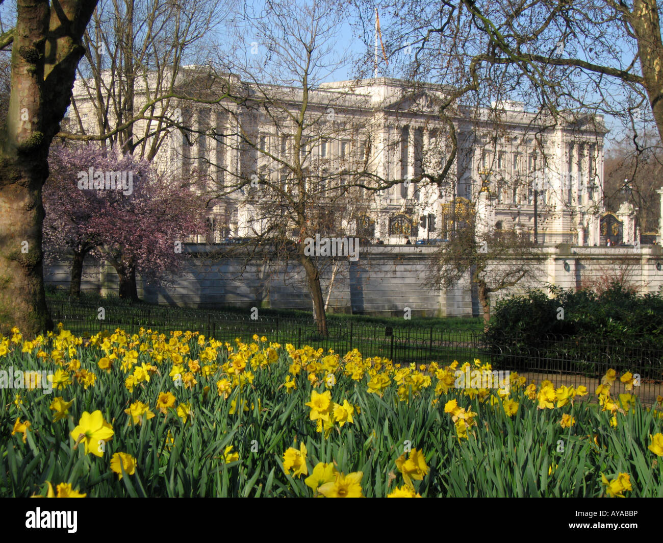 Buckingham Palace with Daffodils flowering in Spring in the foreground ...