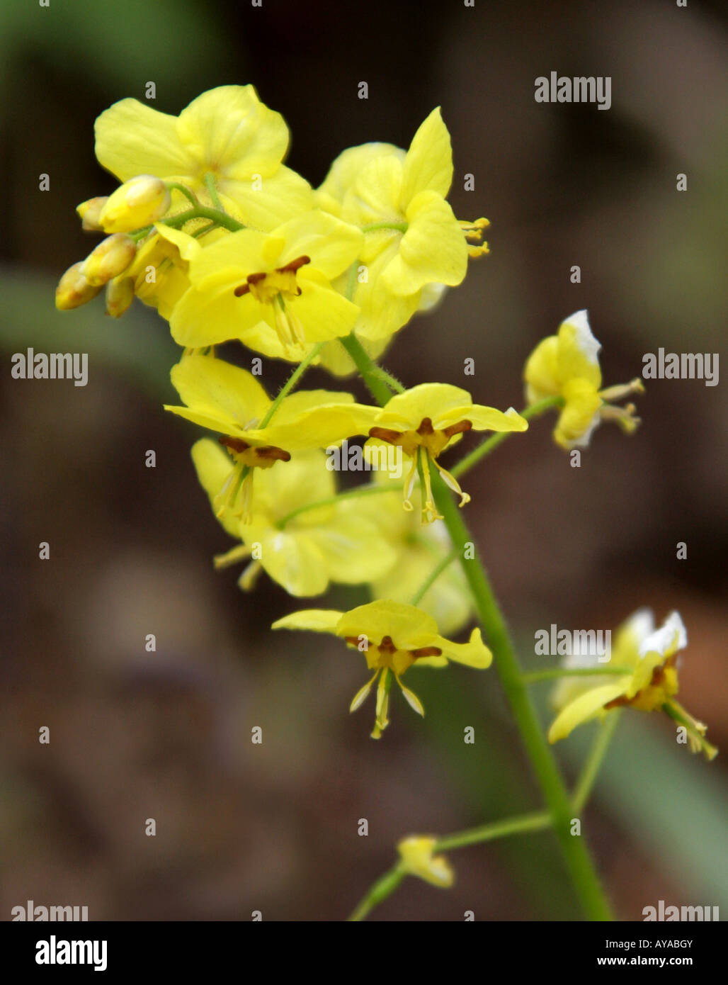 Barrenwort aka Bishops Hat, Fairy Wings or Horny Goatweed Epimedium ...