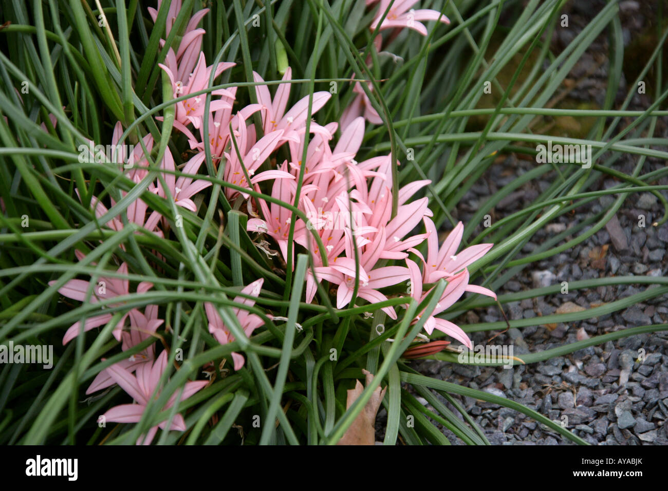 Asphodelus acaulis hi-res stock photography and images - Alamy
