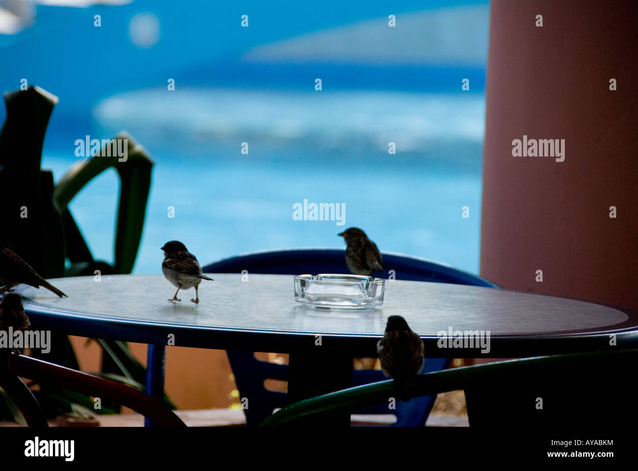 Café table with birds hi-res stock photography and images - Alamy