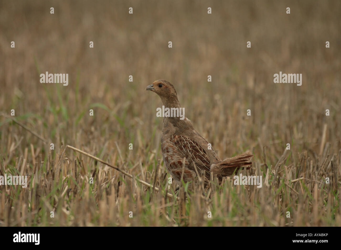 Grey partridge in a stubble field Stock Photo - Alamy