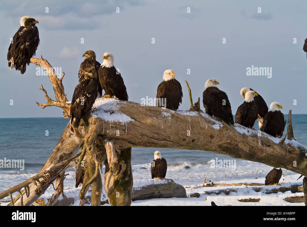 Bald eagles, Haliaeetus leucocephalus, Homer, Alaska, USA Stock Photo ...