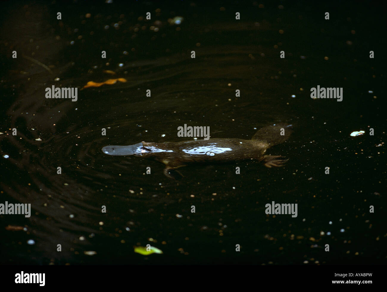 Platypus pool hi-res stock photography and images - Alamy