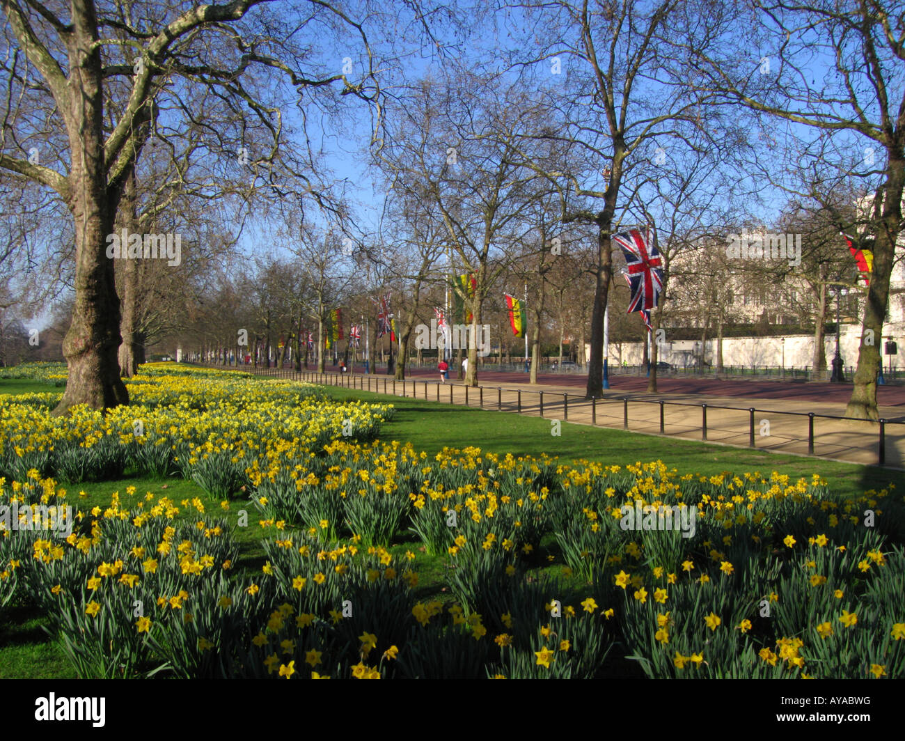 Daffodils flowering in Spring alongside The Mall City of Westminster ...