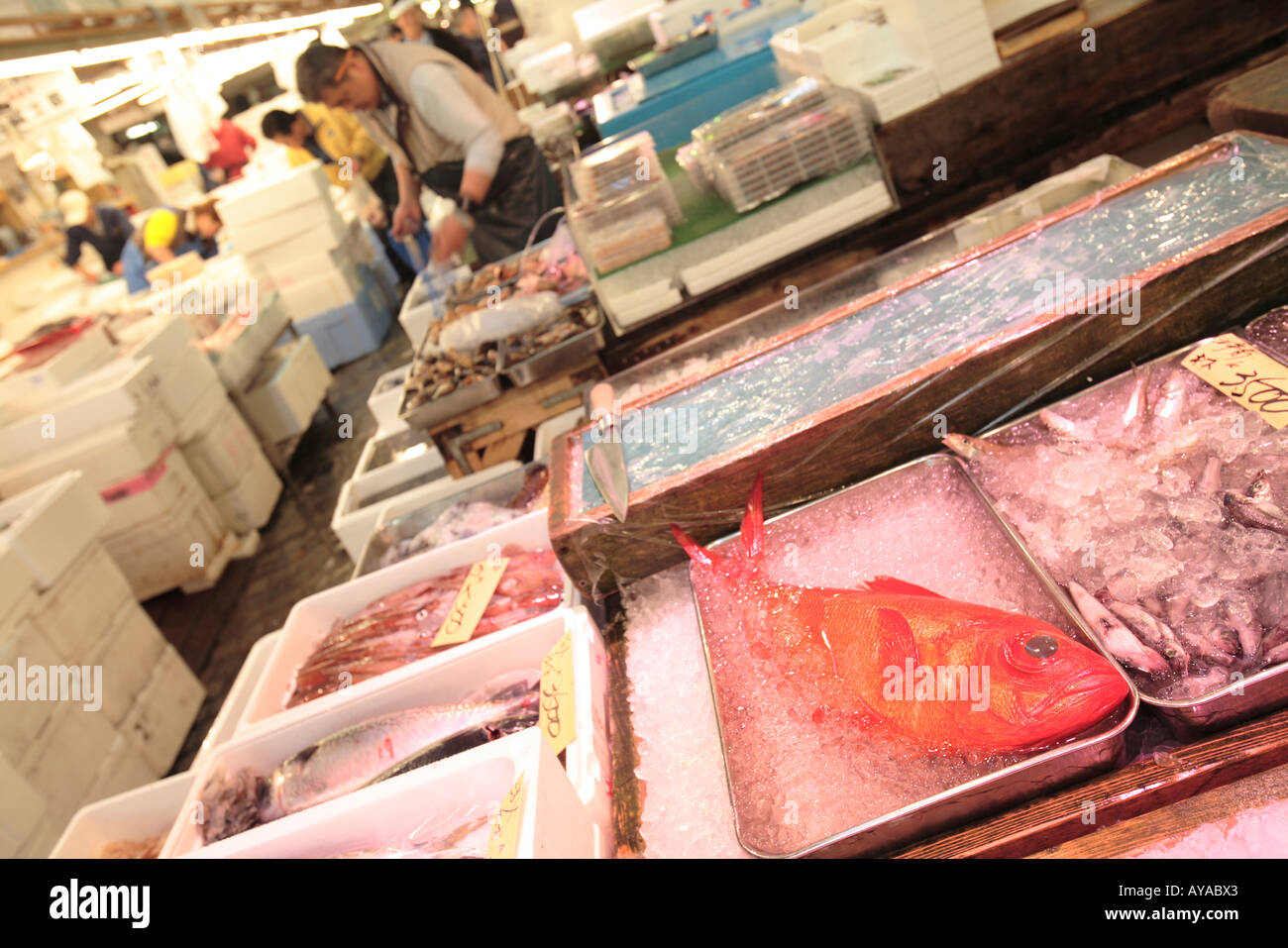 Asia Tokyo Japan Fish on display at Tsikuju Fish Market before dawn ...