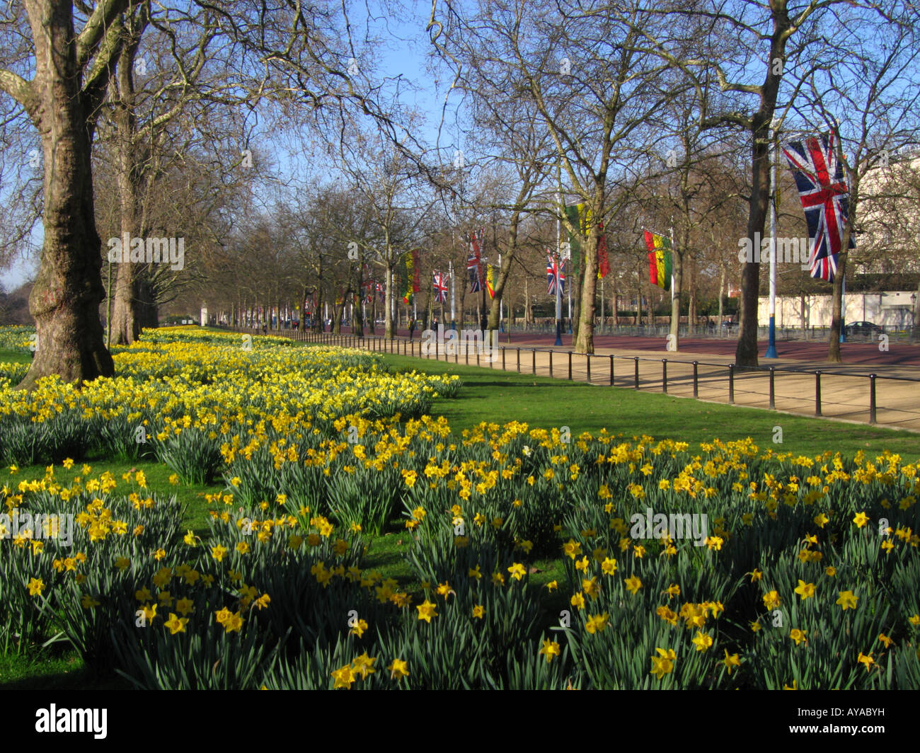 Daffodils flowering in Spring alongside The Mall City of Westminster ...
