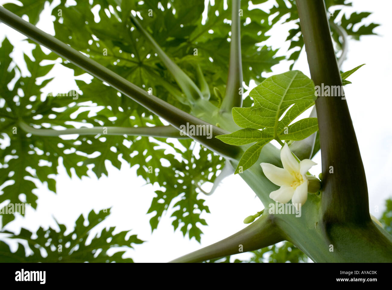 Ghana flower hi-res stock photography and images - Alamy