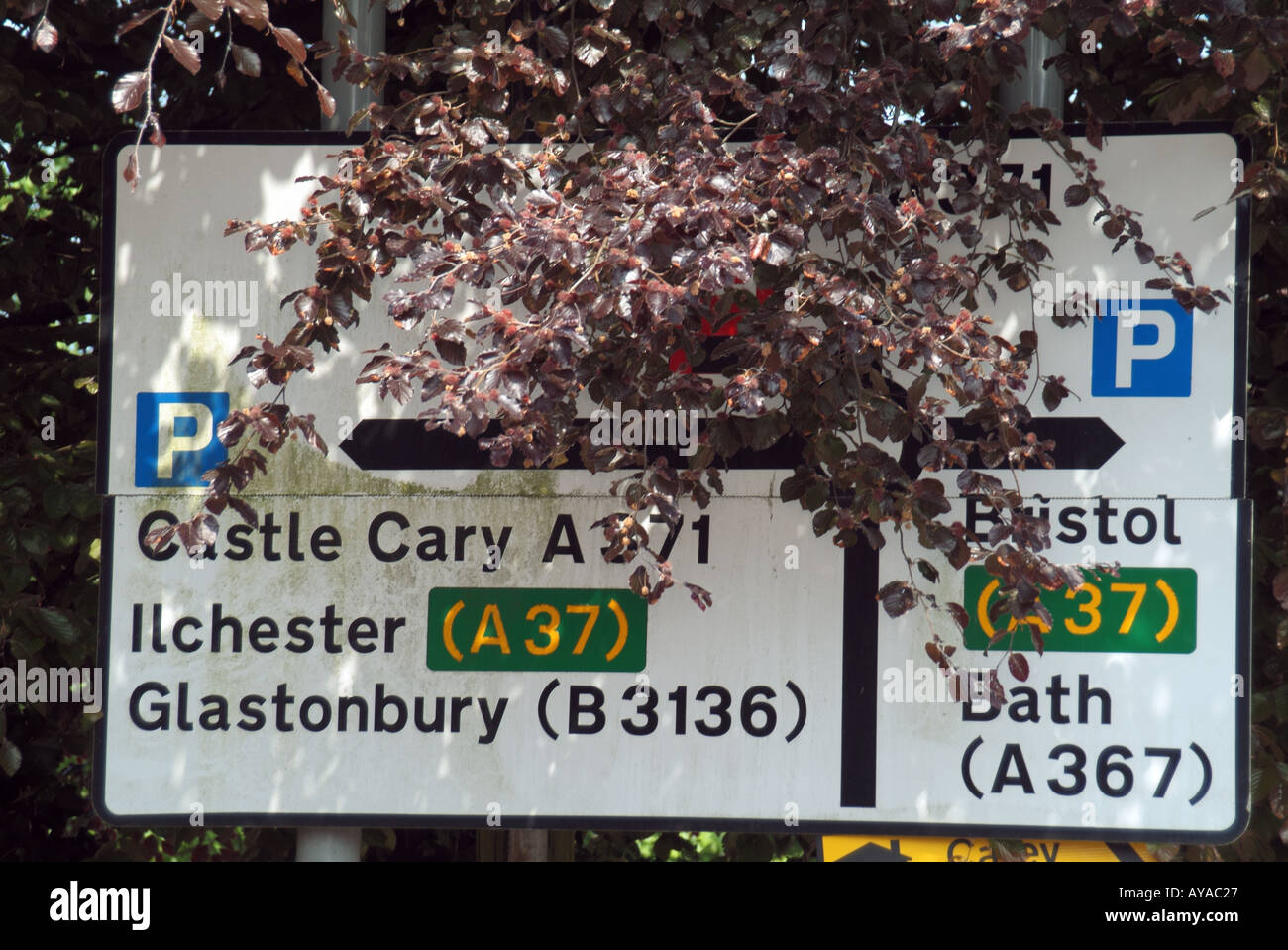 Shepton Mallet tree branches obscuring red no entry circle on highway ...