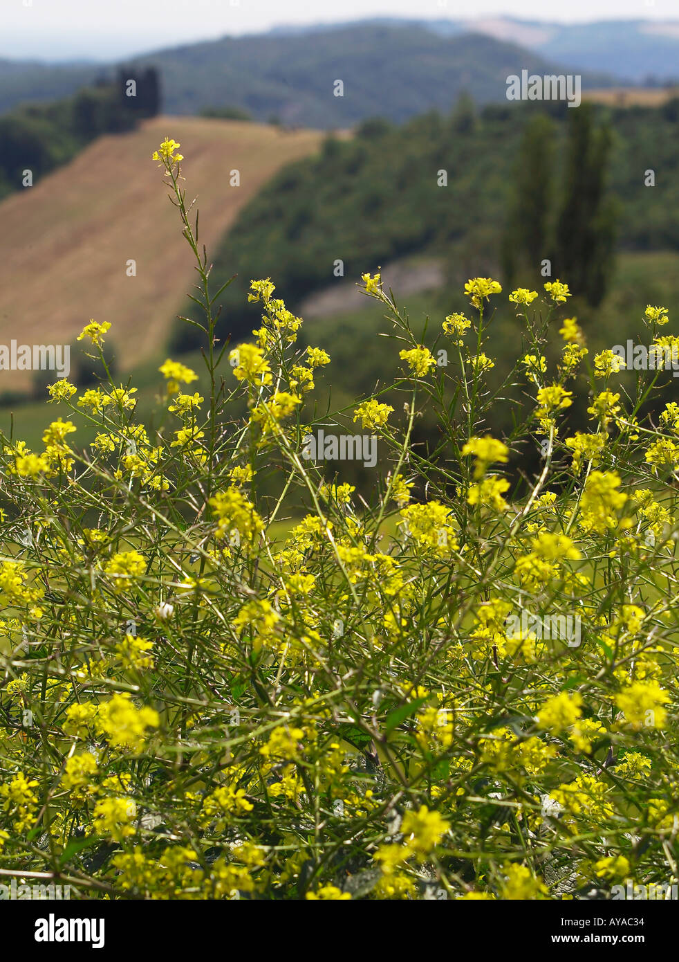 landscape grain field Stock Photo - Alamy
