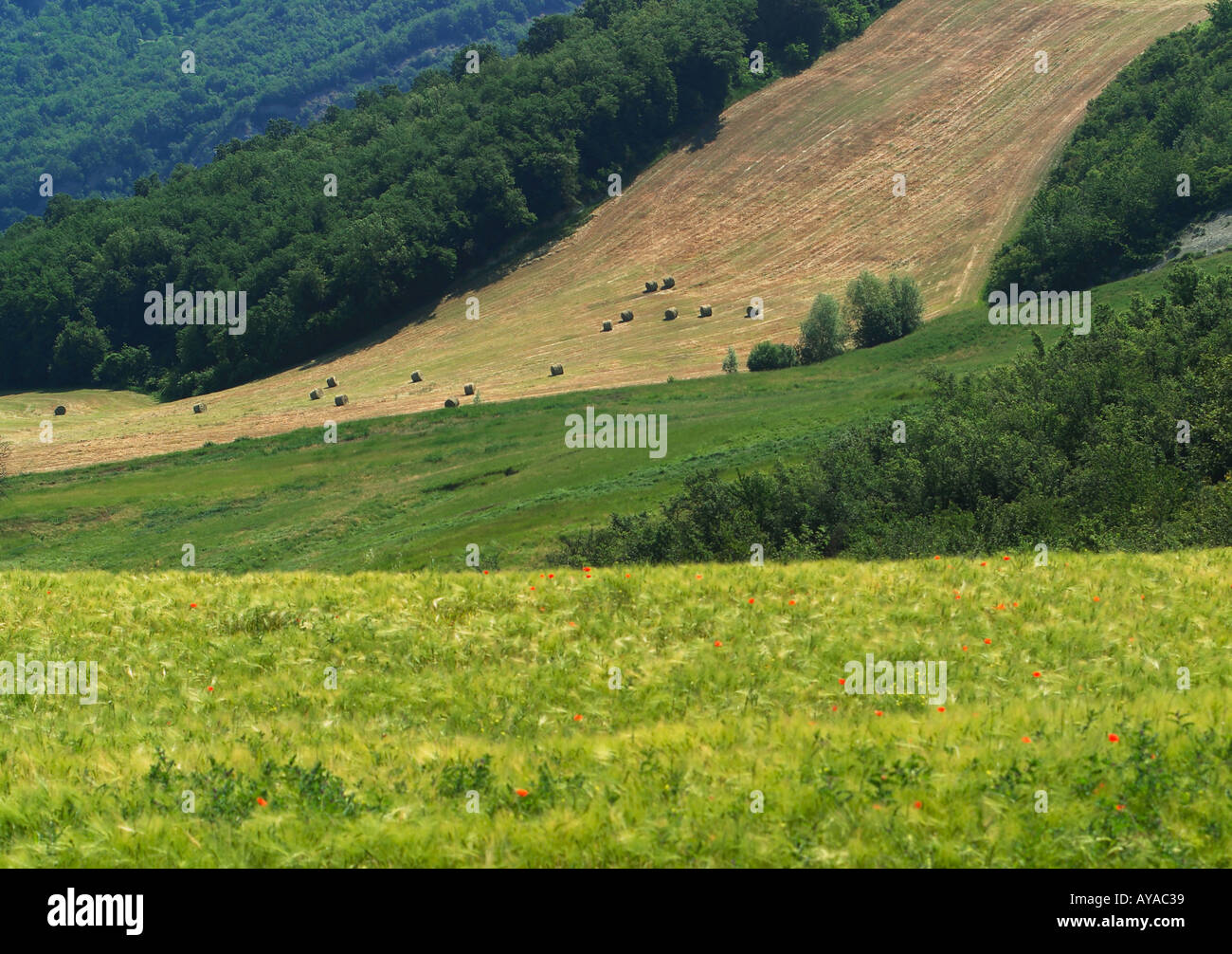 landscape grain field Stock Photo - Alamy